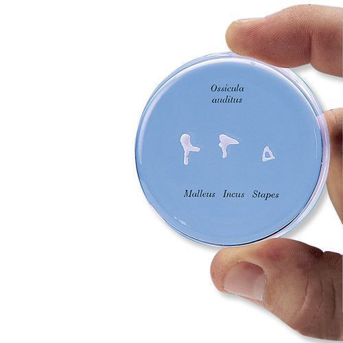 Osículos auditivos de tamaño natural – Fisiomarket